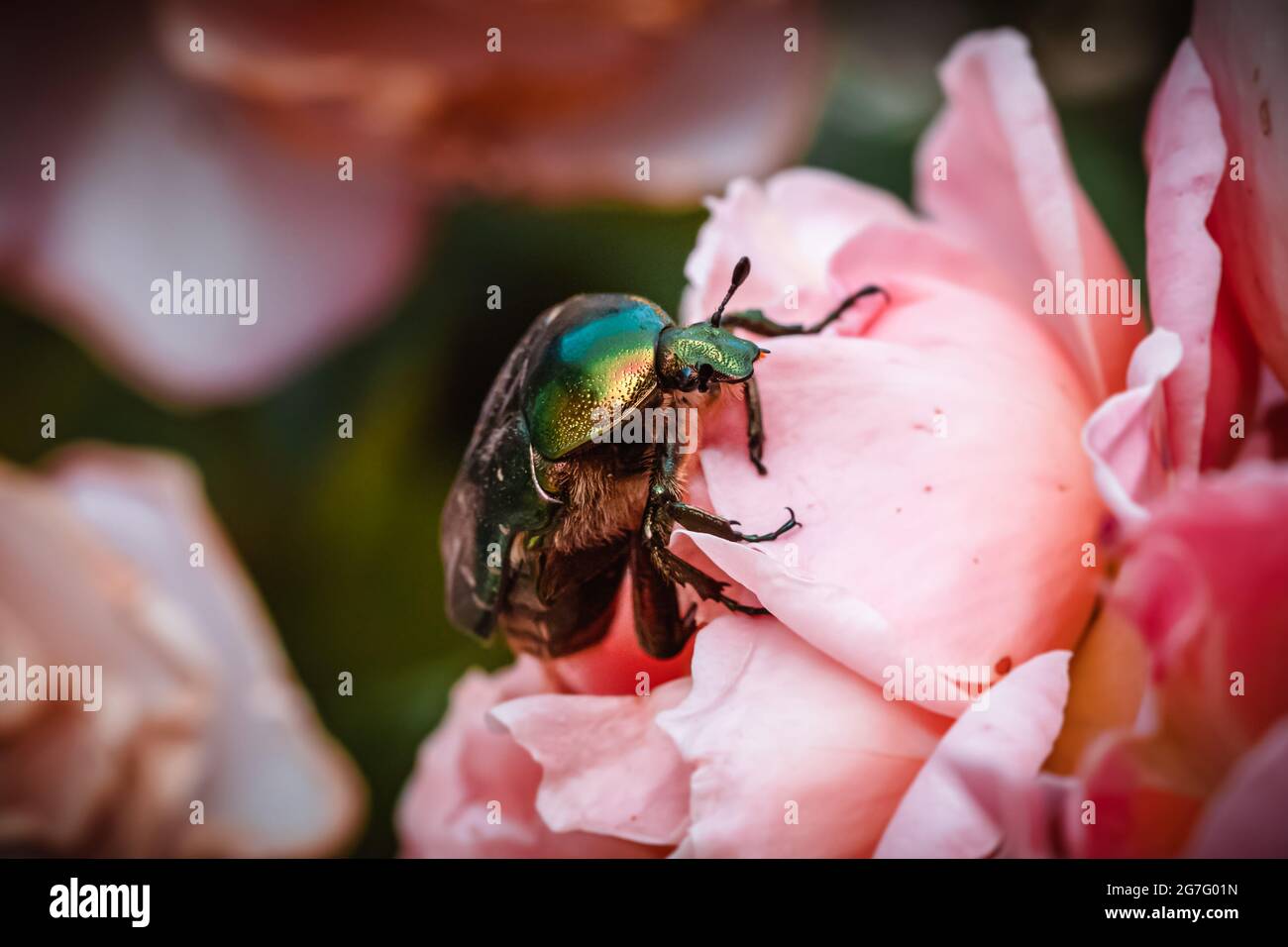 Green green rose chafer and roses Stock Photo - Alamy