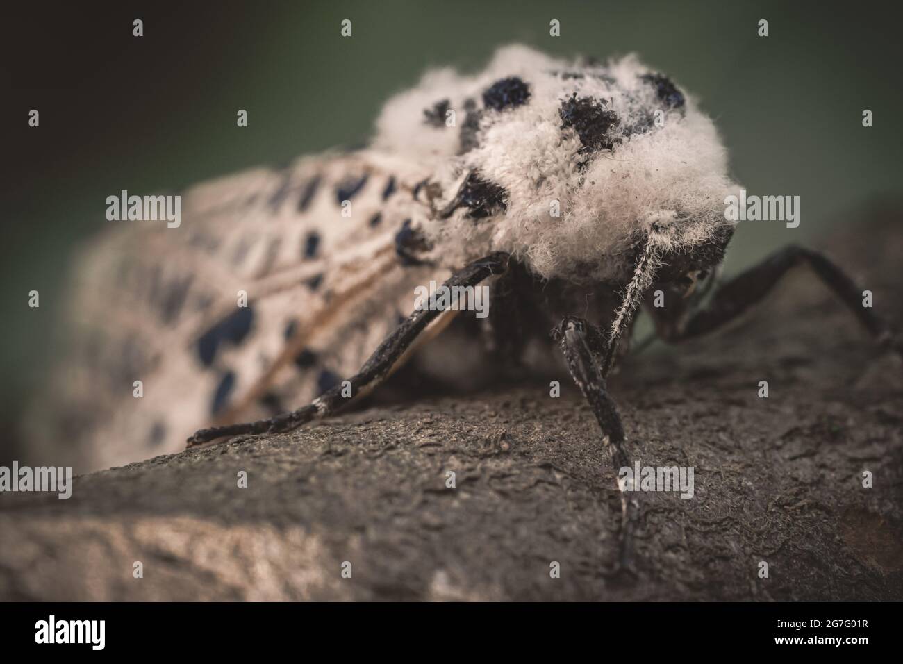 White butterfly leopard moth or wood leopard moth sitting on a piece of ...