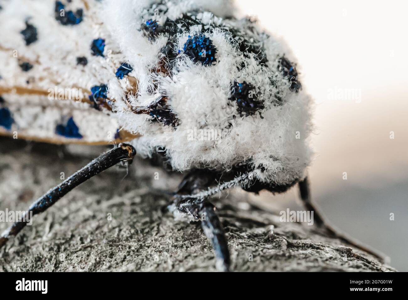 Wood leopard moth zeuzera pyrina hi-res stock photography and images ...