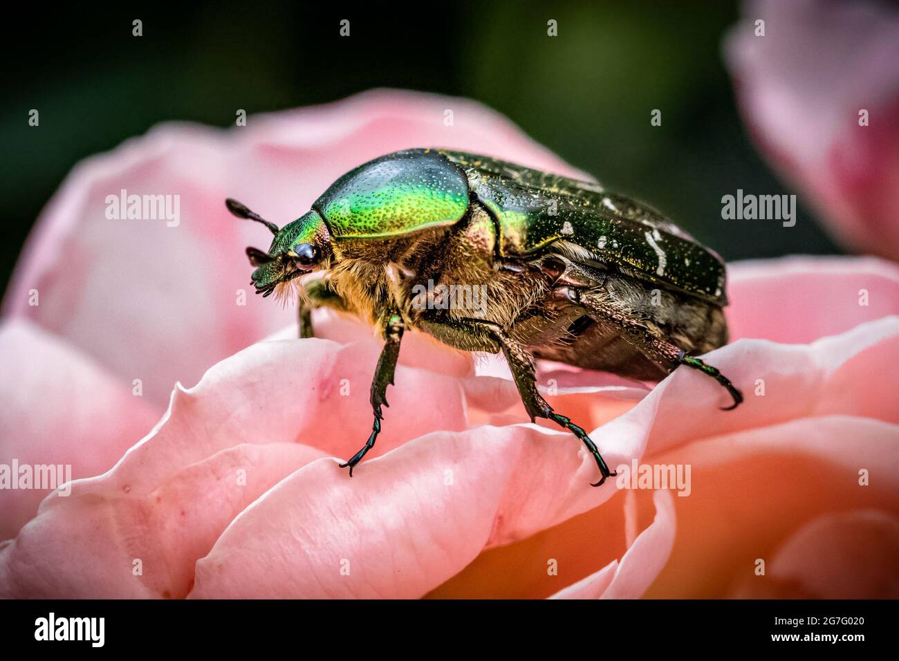 Green green rose chafer and roses Stock Photo - Alamy