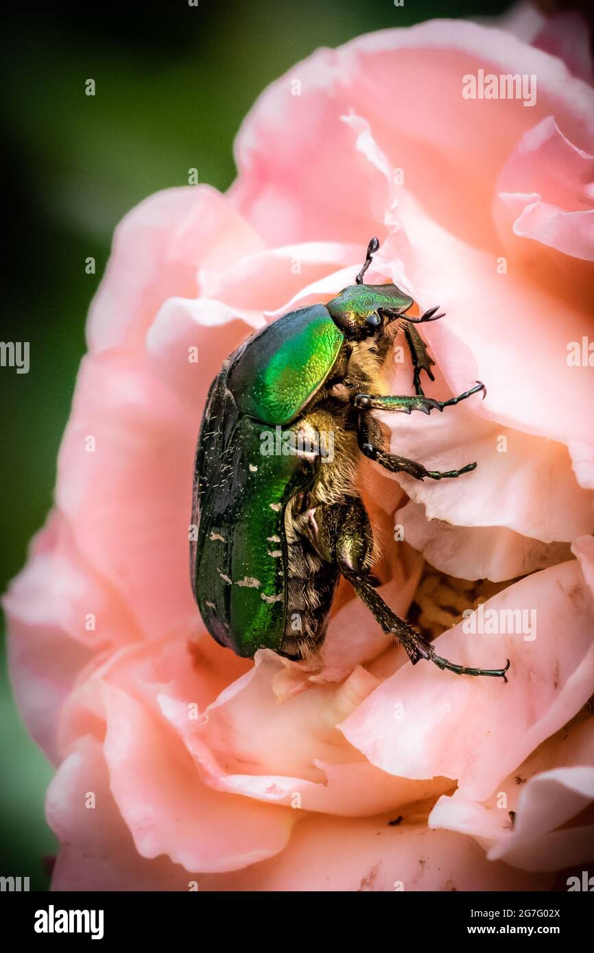 Green green rose chafer and roses Stock Photo - Alamy