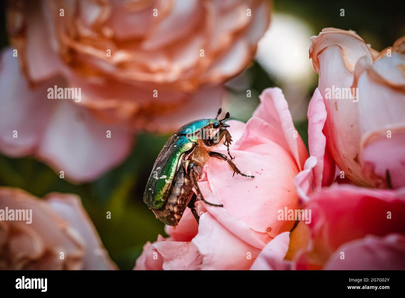 Green green rose chafer and roses Stock Photo - Alamy