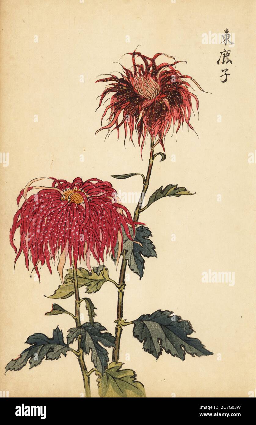 Hybrid spotted scarlet and pink quill chrysanthemum, Chrysanthemum ...