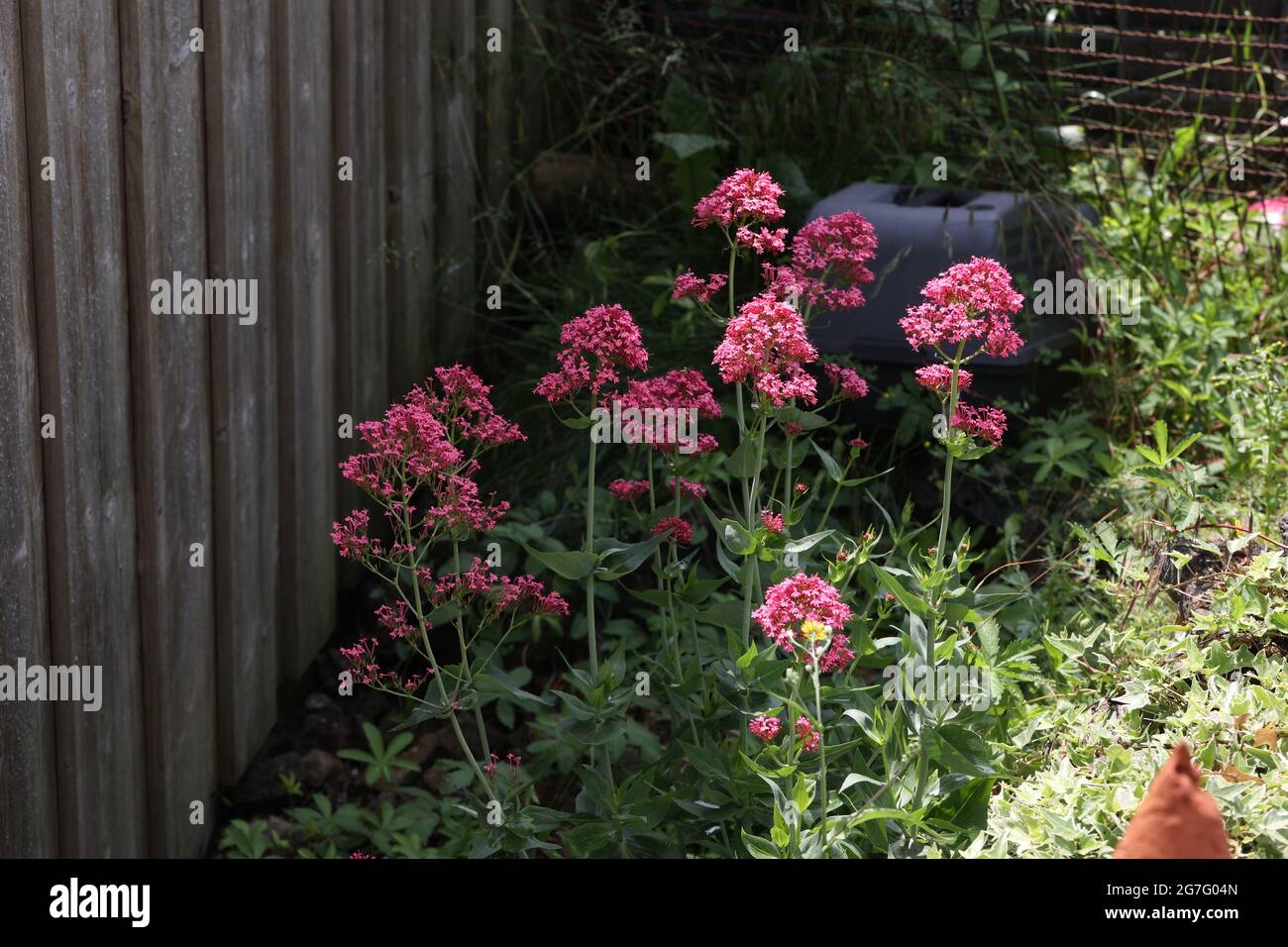 Pink Centranthus flowers growing in the garden by the wooden fence ...