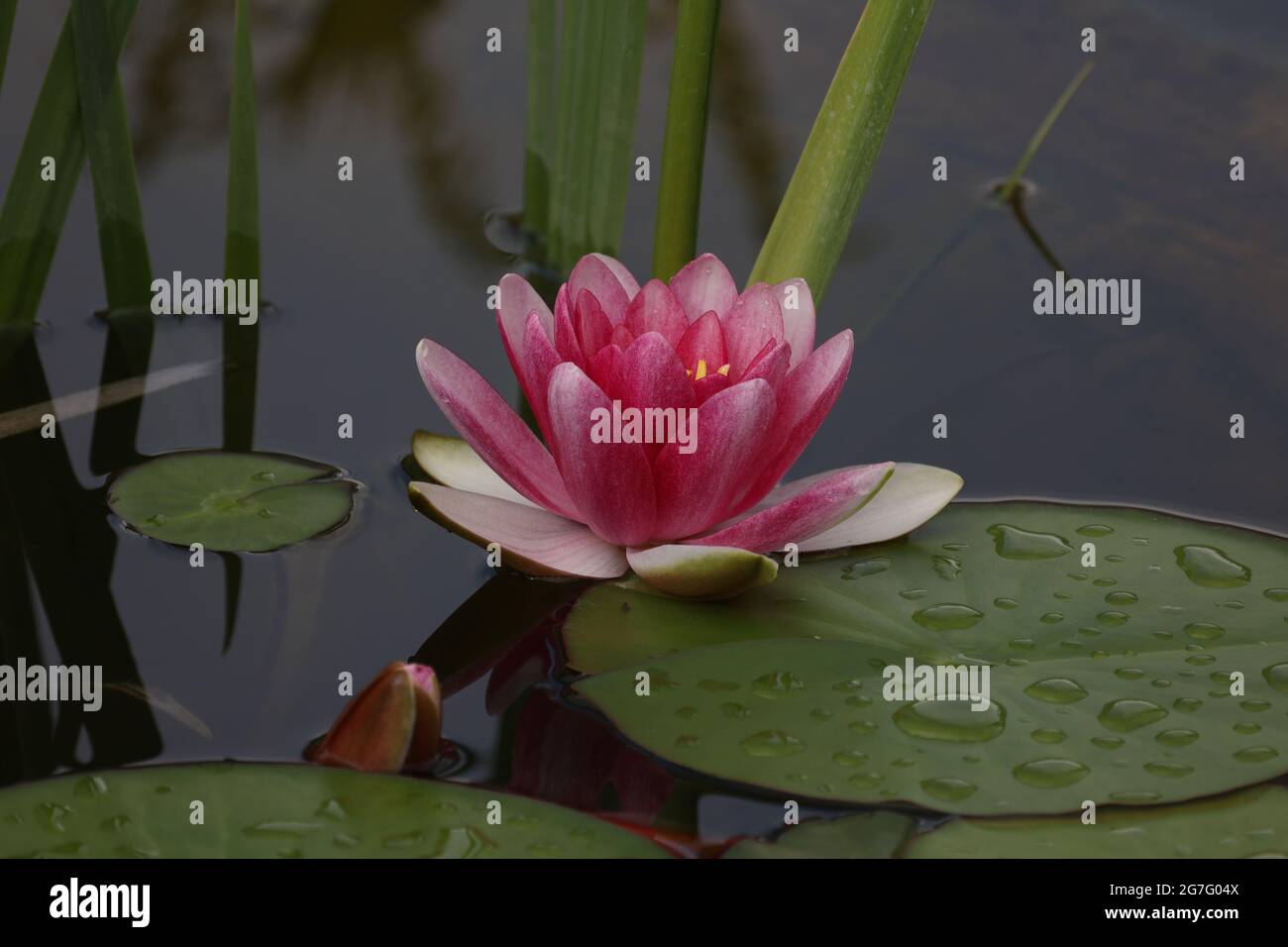 Beautiful pink water lily flower on the water surface Stock Photo - Alamy