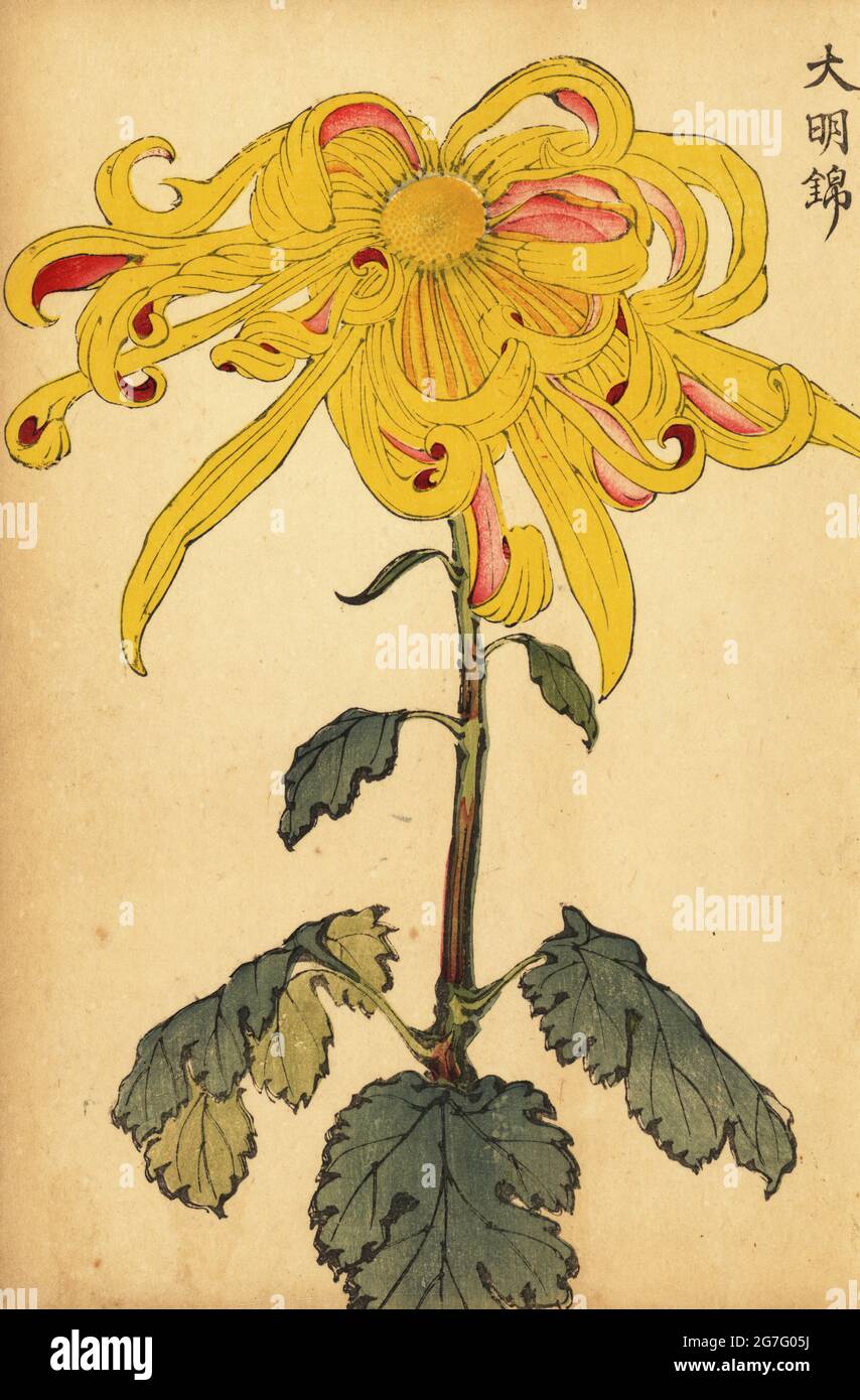 Irregular chrysanthemum hi-res stock photography and images - Alamy