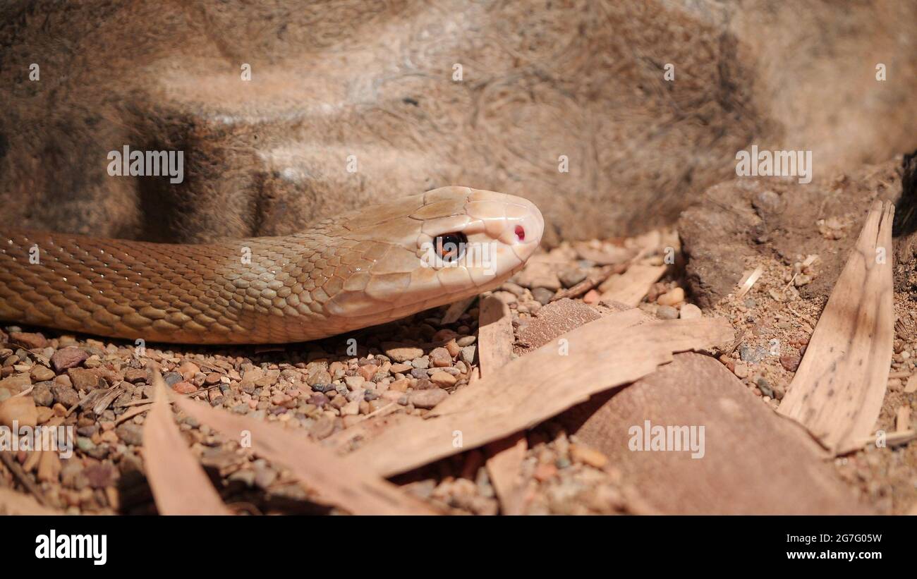 Coastal taipan snake hi-res stock photography and images - Alamy