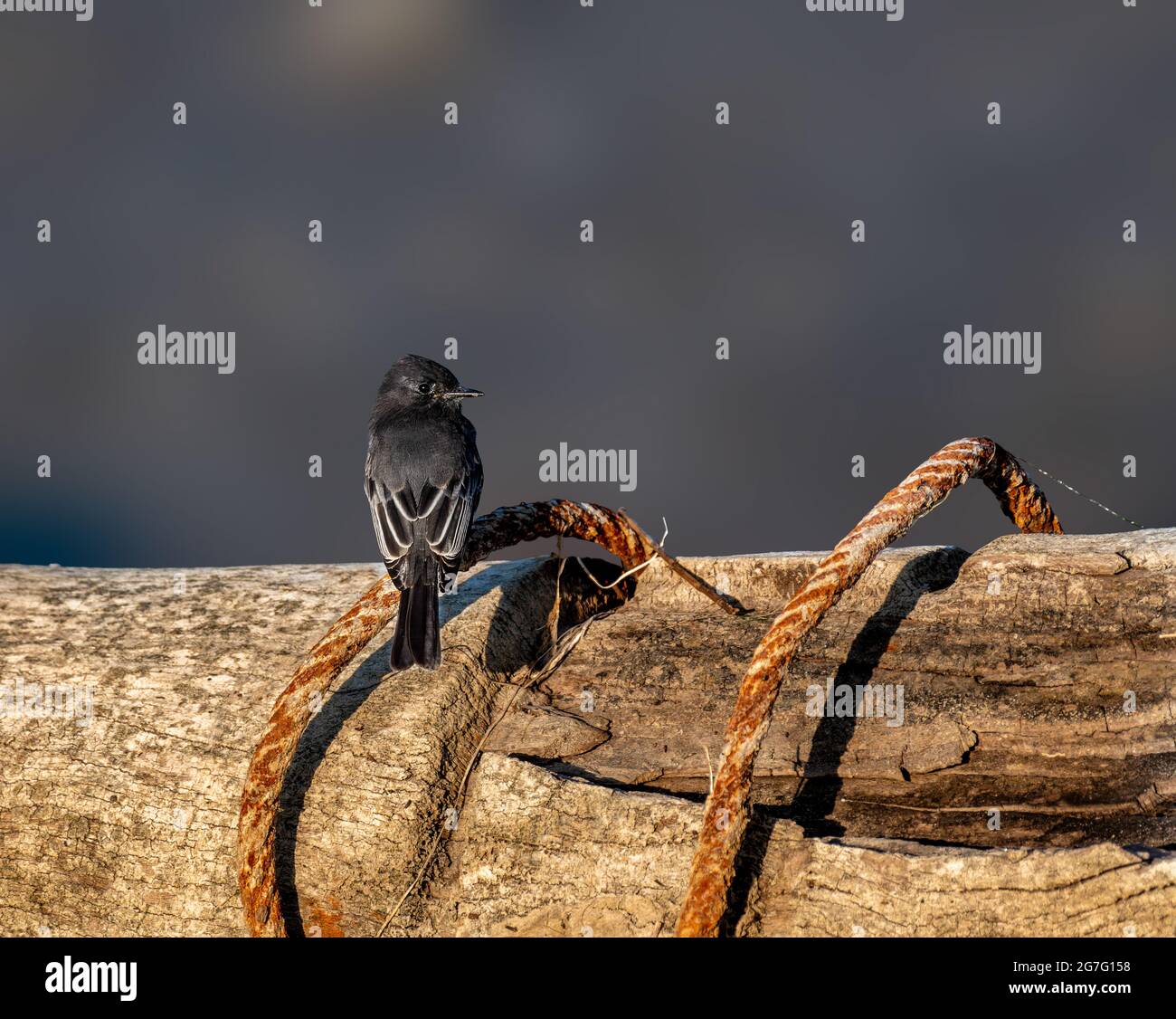 Black phoebe (Sayornis nigricans) in Sepulveda Basin Wildlife Reserve ...