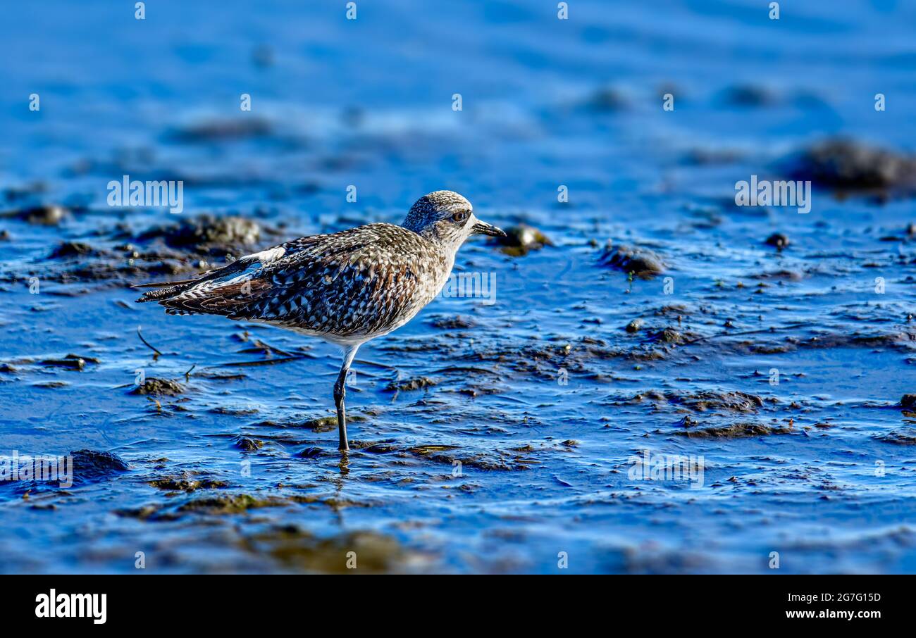 Malibu lagoon bird sanctuary hi-res stock photography and images - Alamy