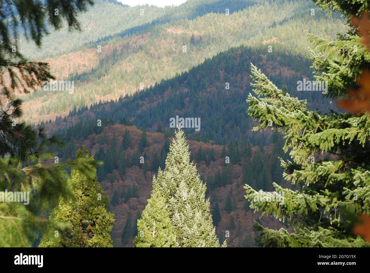 Mountains and forests of Northern California Stock Photo - Alamy