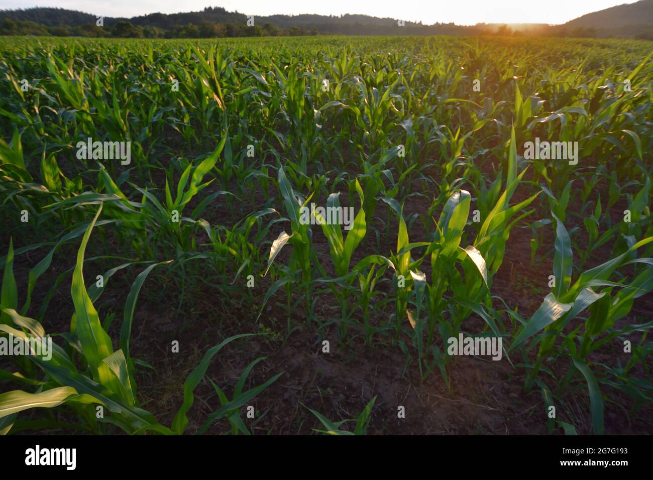 Corn field. The lines in nature. Evening landscape with sunlight Stock ...