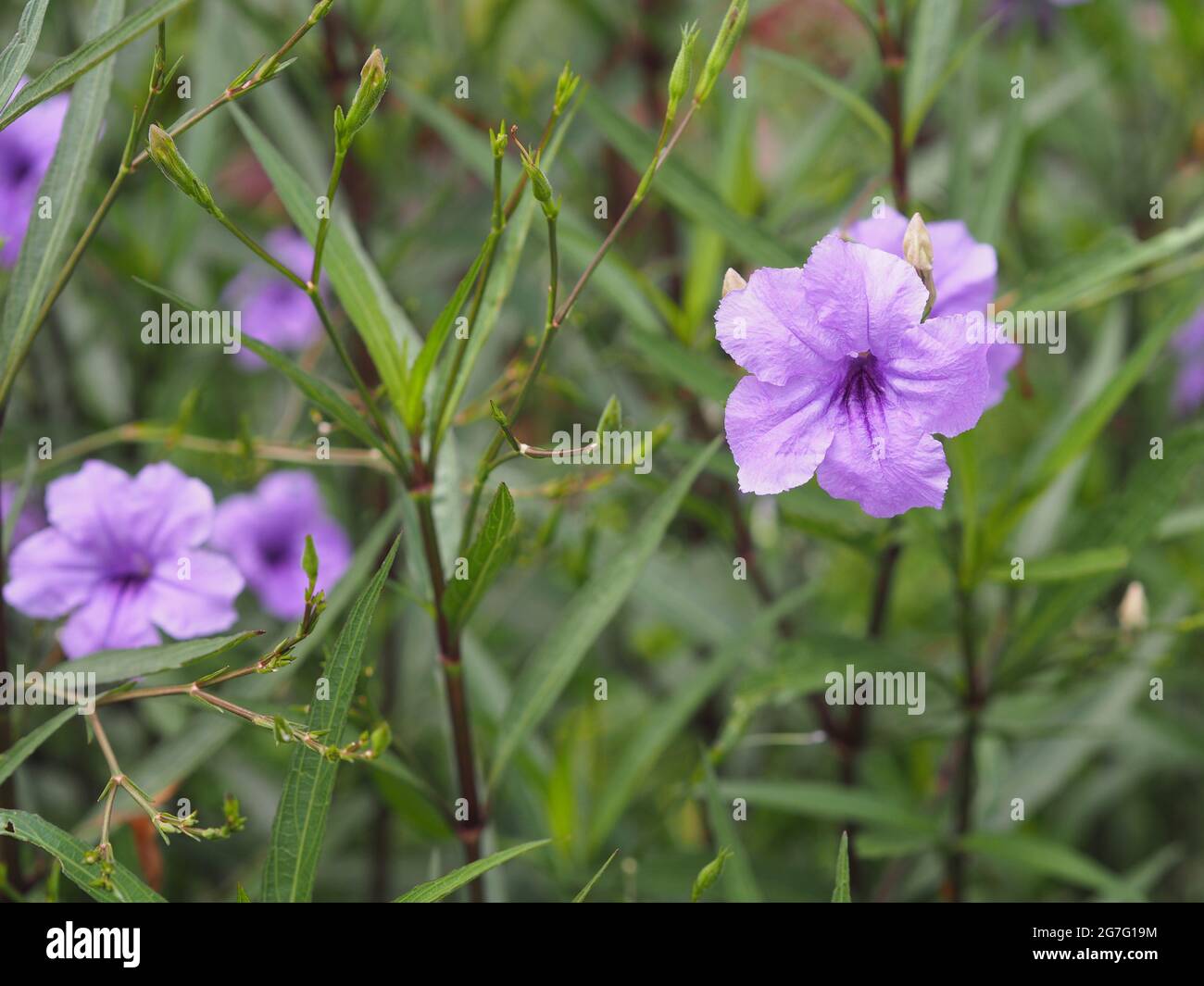 Waterkanon, Watrakanu, Minnieroot, Iron root, Feverroot, Popping pod ...
