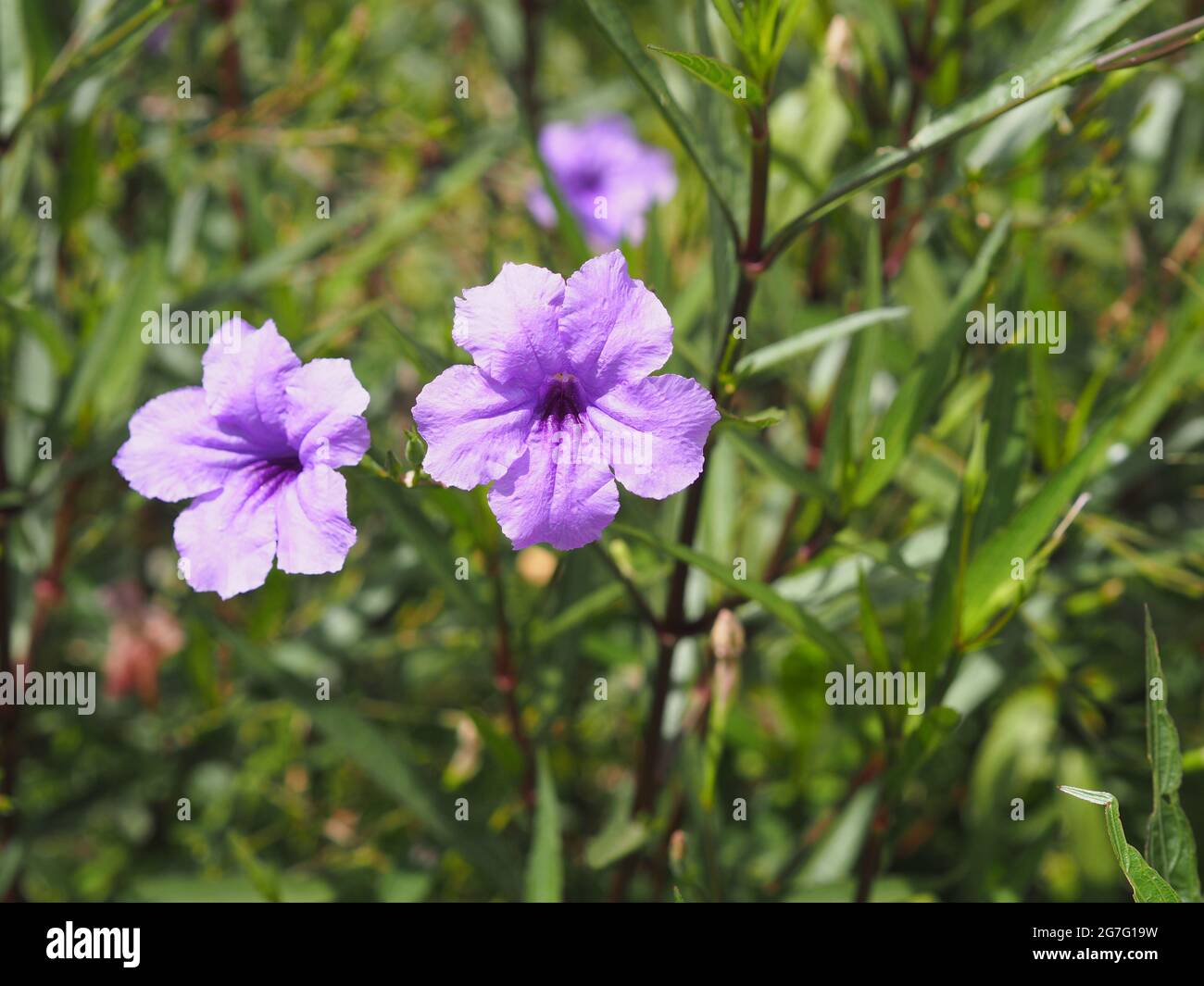 Waterkanon, Watrakanu, Minnieroot, Iron root, Feverroot, Popping pod ...