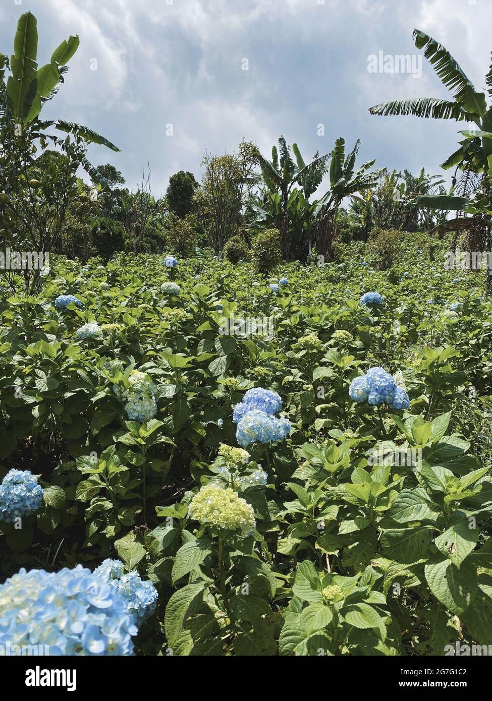 Blue hydrangea fields Stock Photo - Alamy