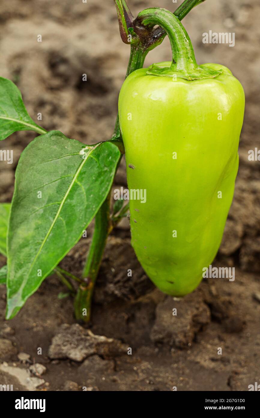 Cultivate bush hi-res stock photography and images - Alamy