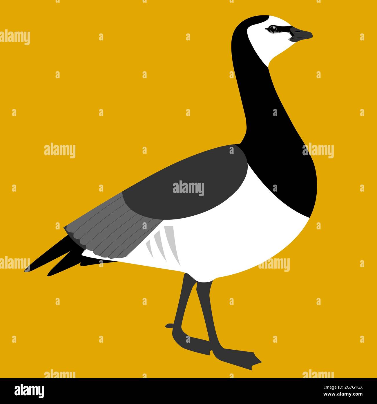 Barnacle goose, bird illustration Stock Photo - Alamy