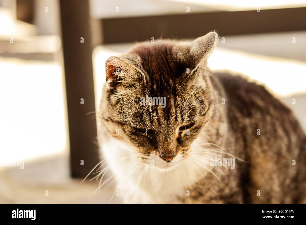 Shorthair cat under the table during the daytime Stock Photo - Alamy