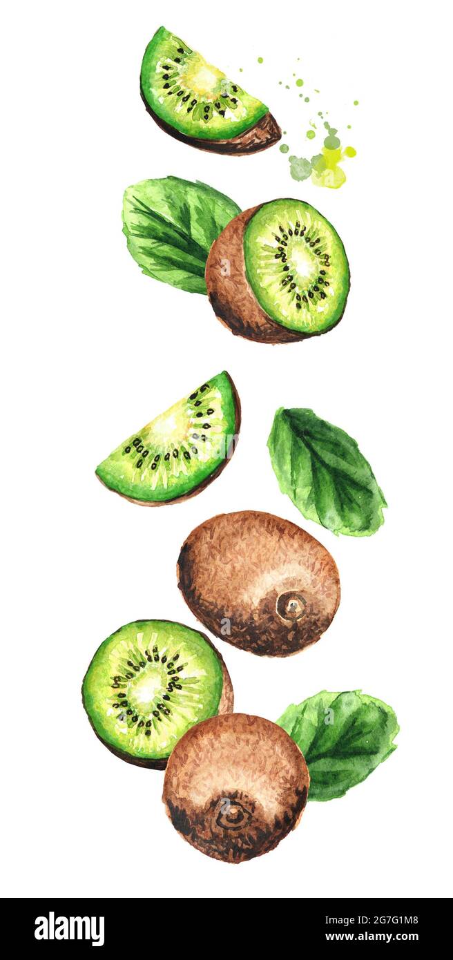 Falling ripe kiwi fruits, vertical composition. Watercolor hand drawn ...