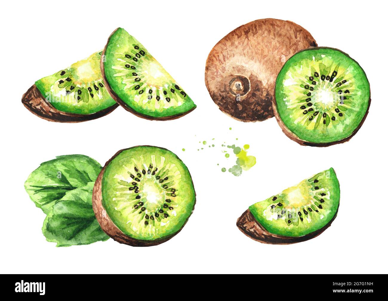 Ripe kiwi fruit set. Watercolor hand drawn illustration isolated on ...