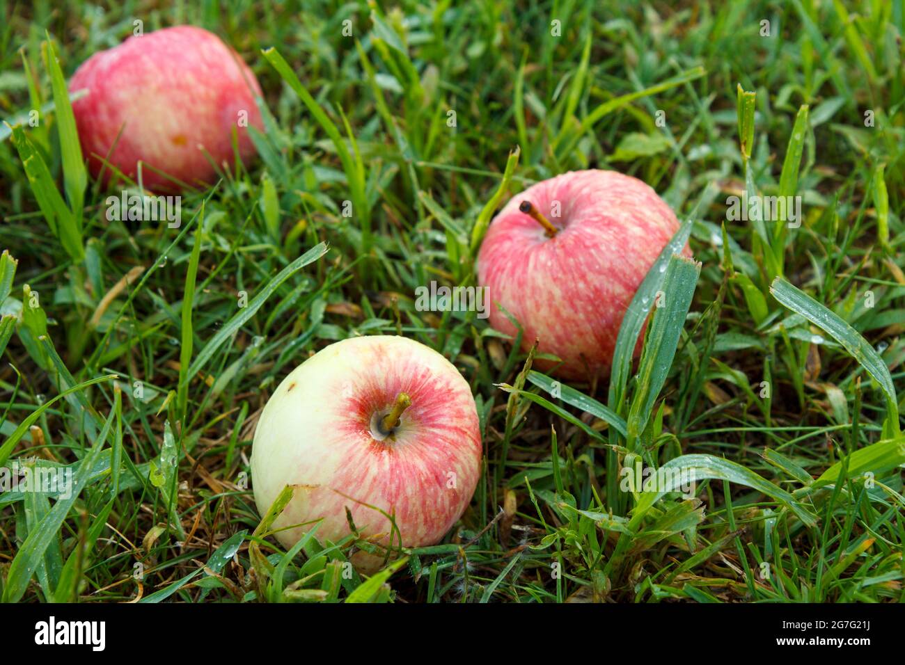 Red apples on green grass in the orchard. Fallen ripe apples Stock ...