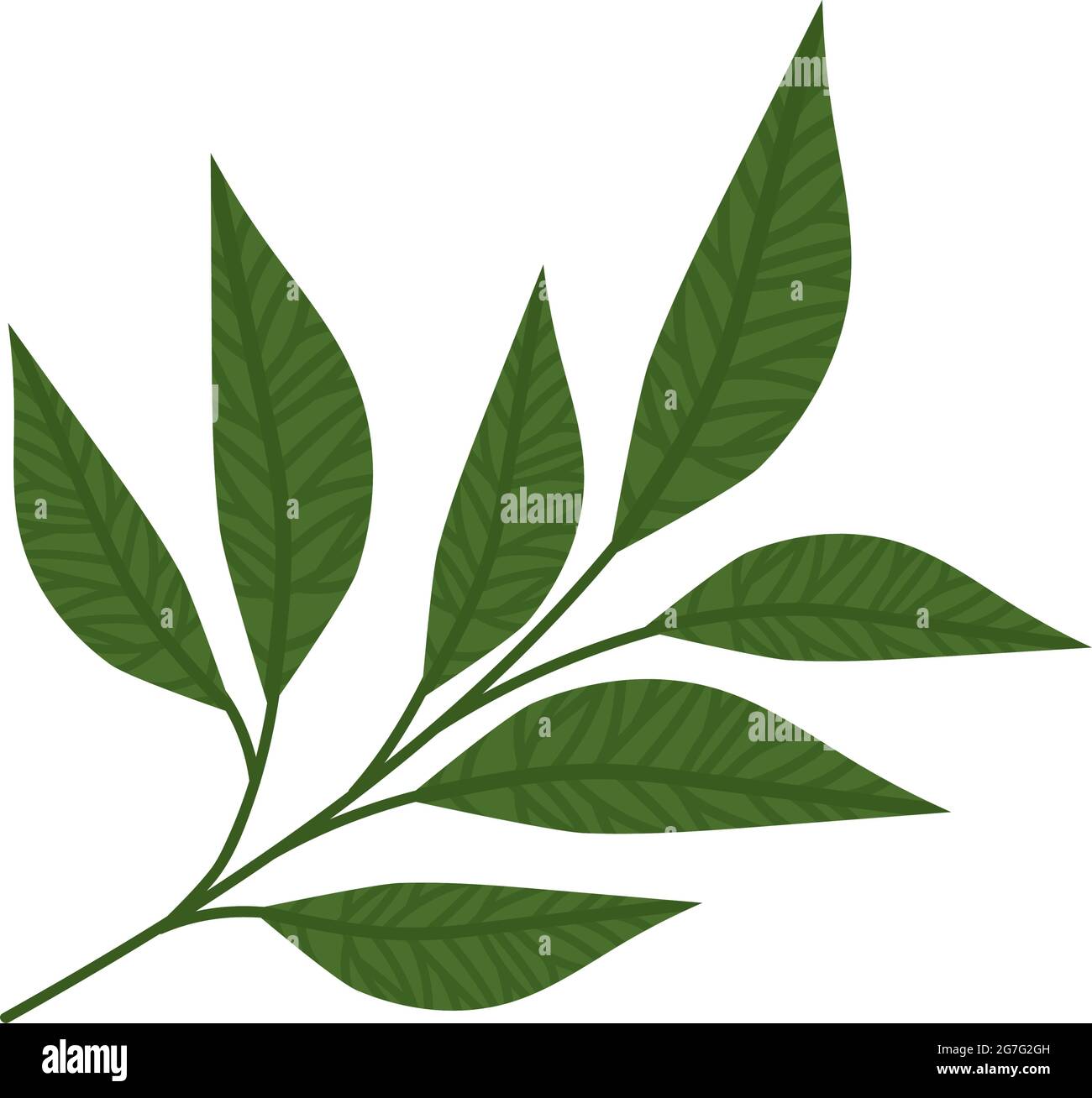 lanceolate leaves illustration Stock Vector Image & Art - Alamy