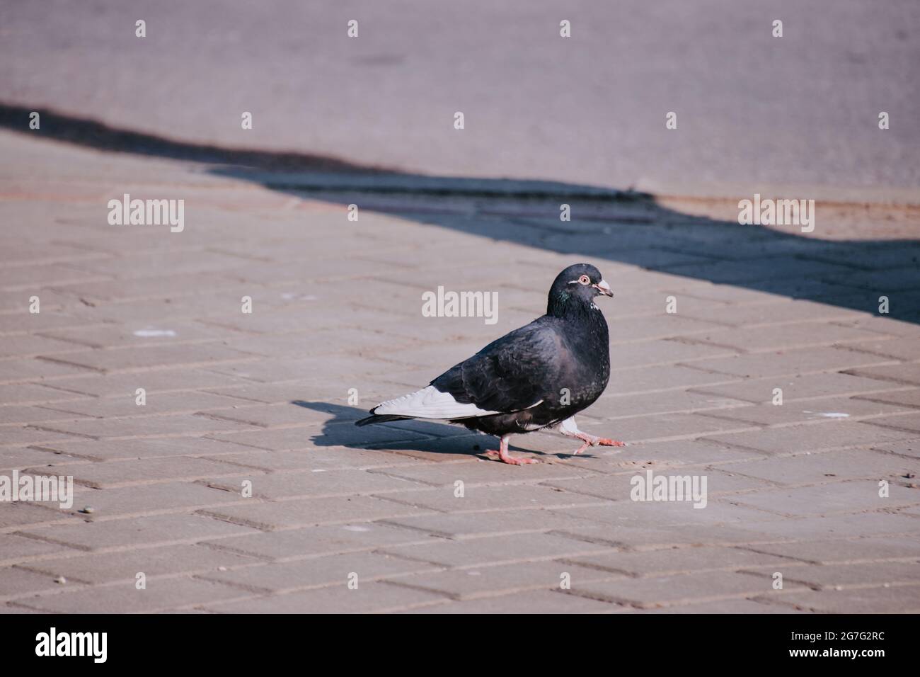 Closeup shot pigeon walking hi-res stock photography and images - Alamy