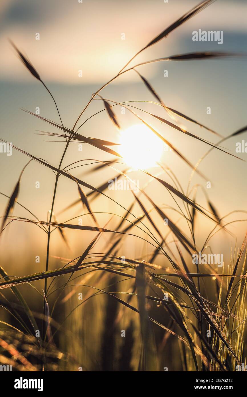 Blurry sunset hi-res stock photography and images - Alamy