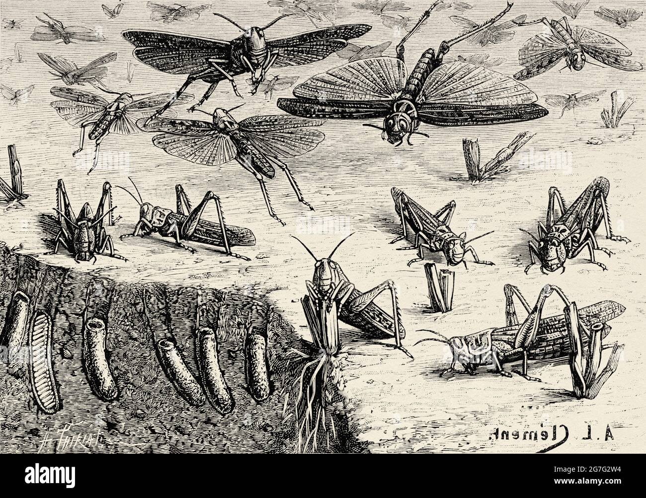 Locust Swarm Art