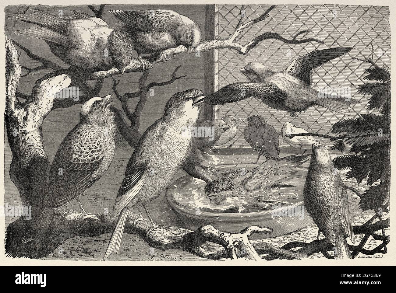 English canaries (Serinus Canarius) Old 19th century engraved ...