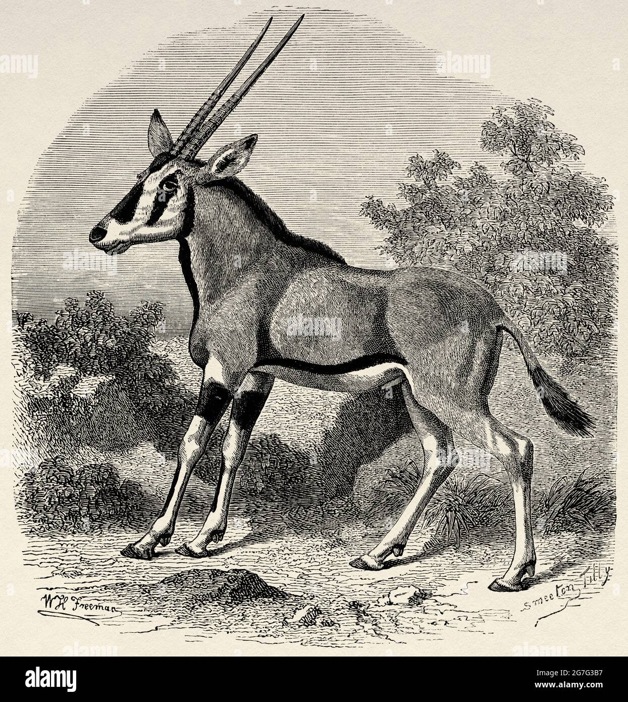 Illustration From El Mundo Ilustrado High Resolution Stock Photography ...