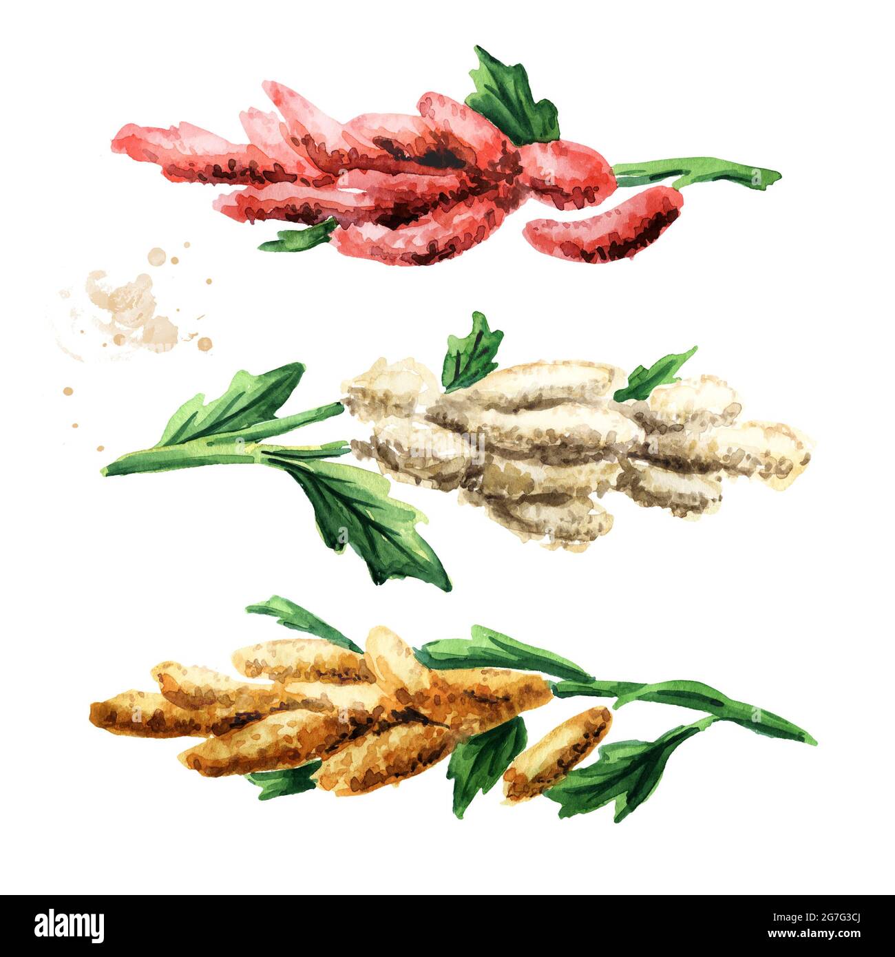 Quinoa plant set. Hand drawn watercolor illustration isolated on white ...