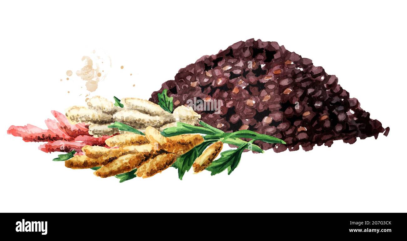 Black quinoa seeds and plant. Hand drawn watercolor illustration ...