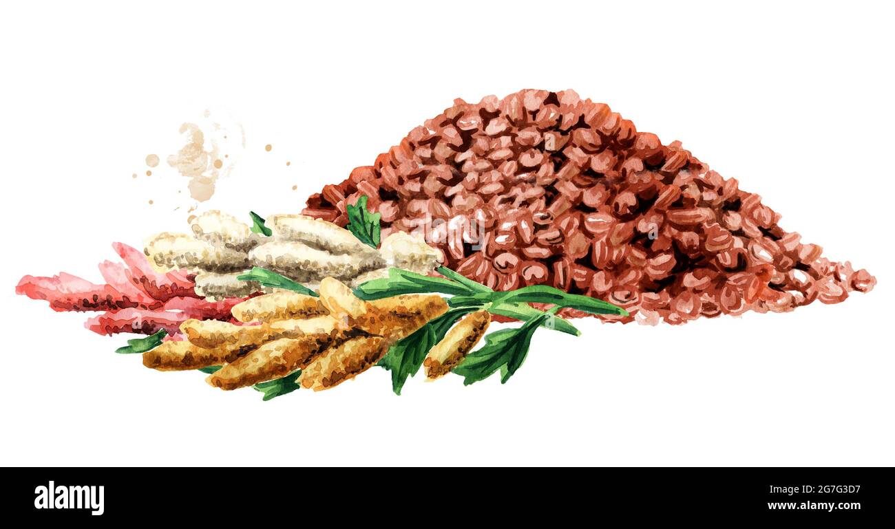 Red quinoa seeds and plant. Hand drawn watercolor illustration ...
