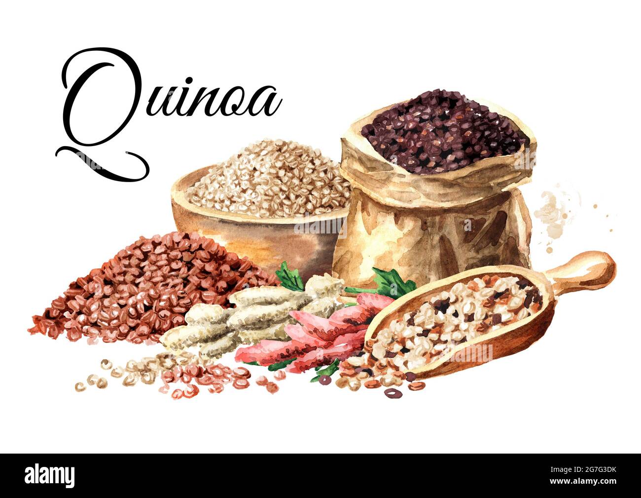 Quinoa seeds and plant card. Hand drawn watercolor illustration ...