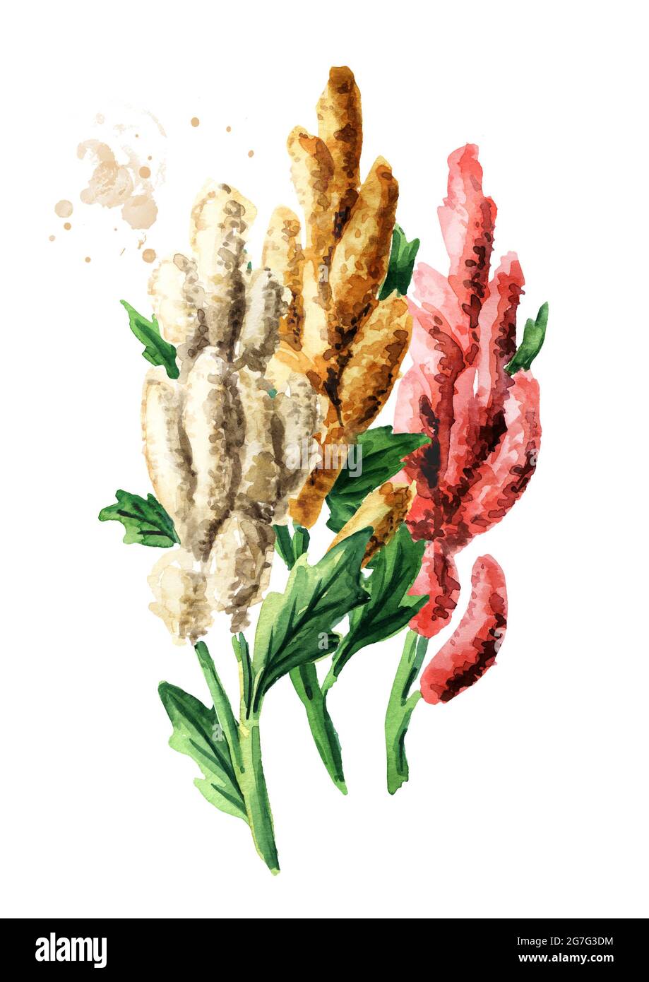 Quinoa Plant Drawing Quinoa Drawing Images – Browse 7,221 Stock