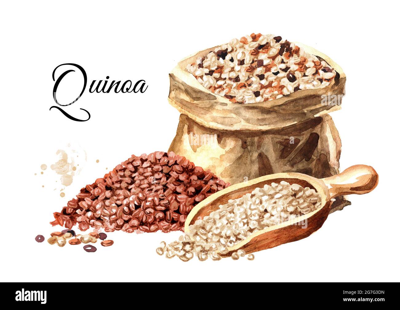 Quinoa seeds card. Hand drawn watercolor illustration, isolated on ...