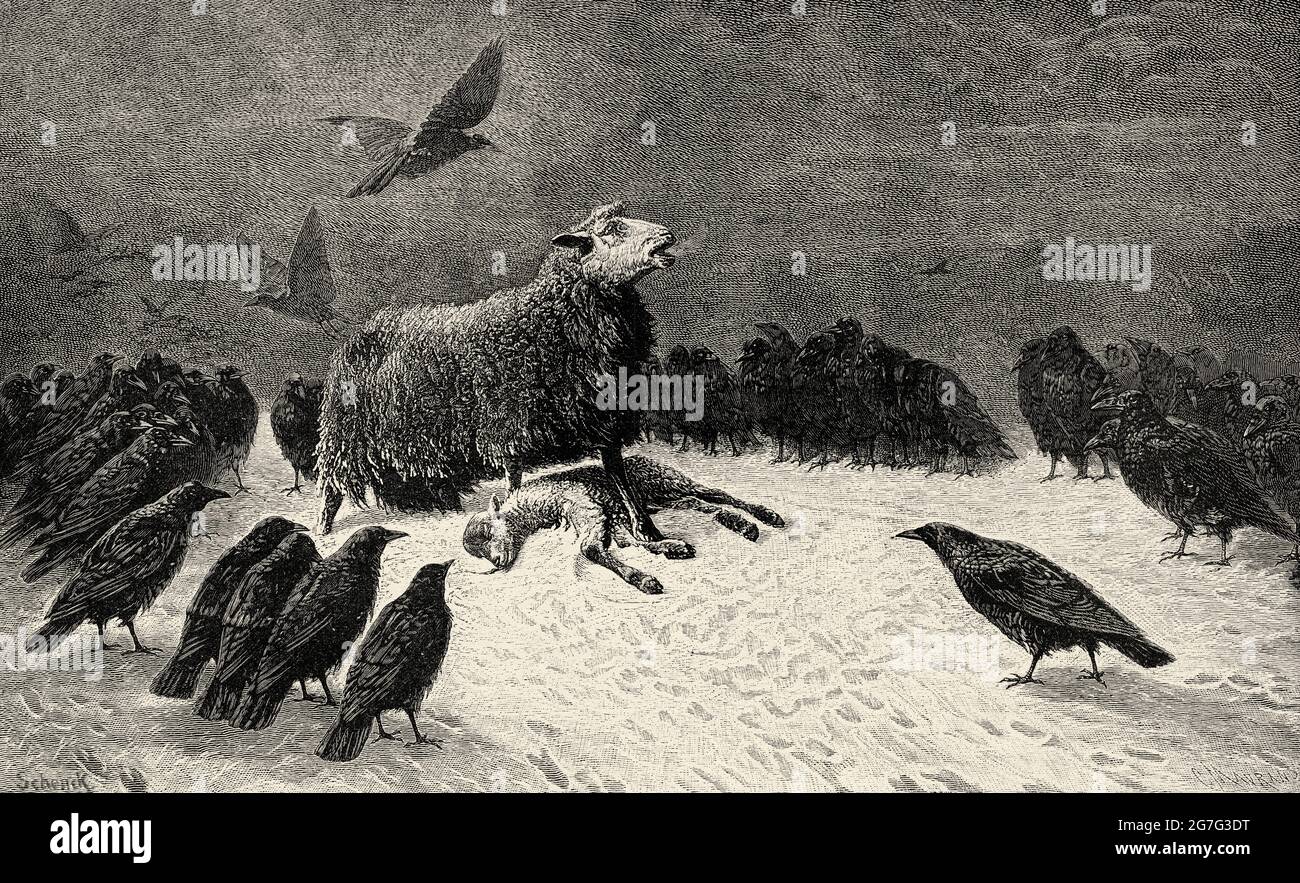 Crow dead sheep hi-res stock photography and images - Alamy