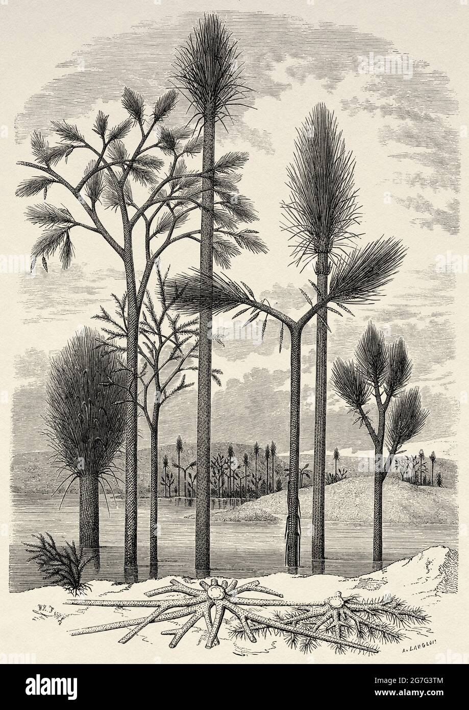 Landscape of the primitive world. Lepidodendron, lepidodendrales ...