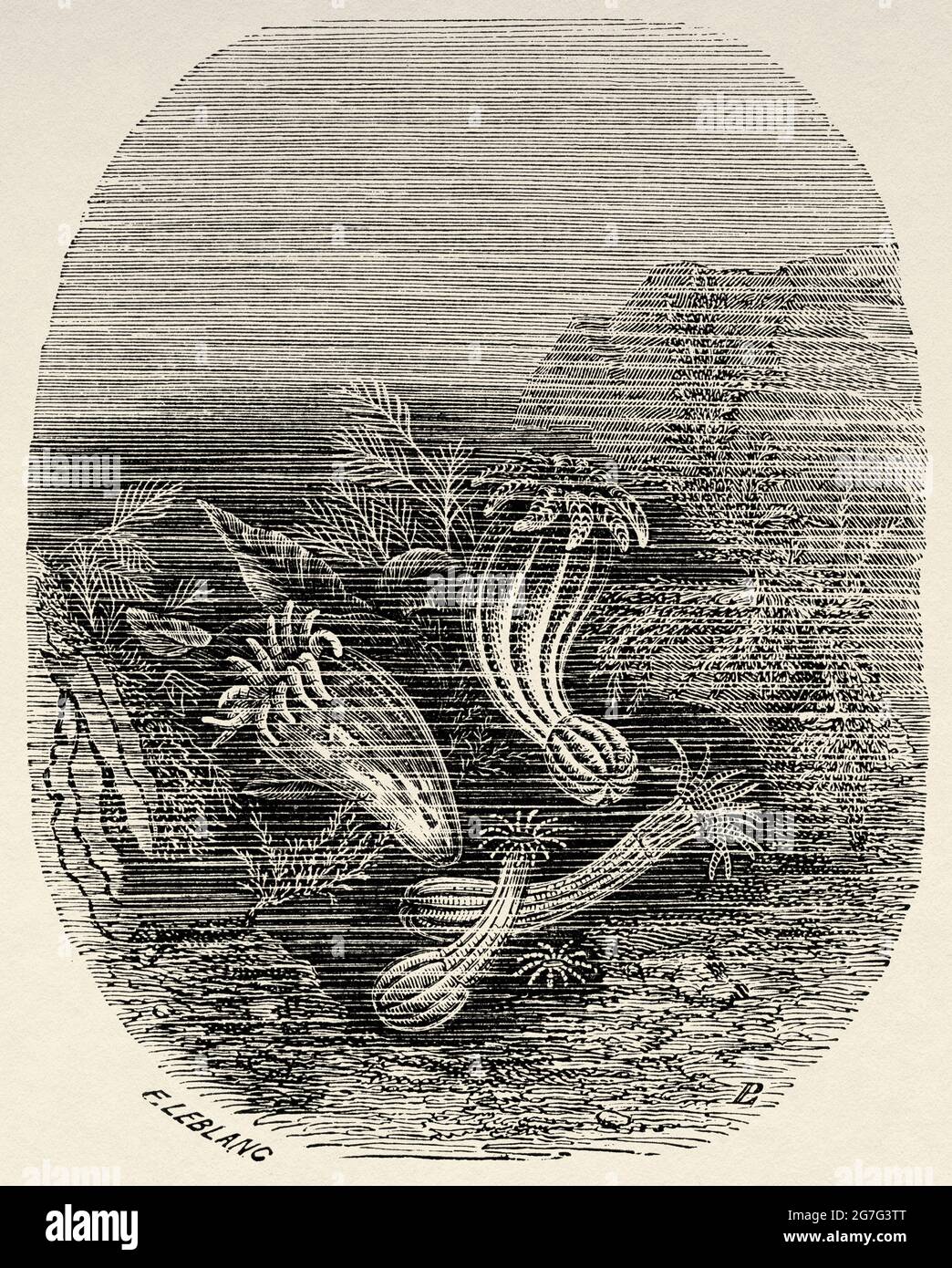 Actiniaria, Sea anemones. Old 19th century engraved illustration from ...