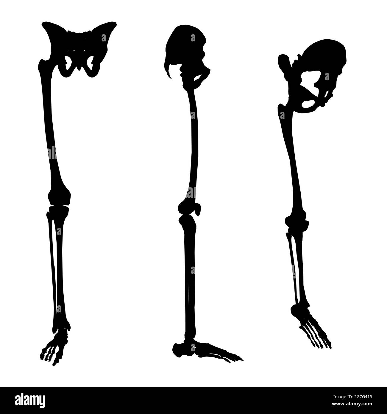 Set with silhouettes of human skeleton of legs and pelvis in different ...