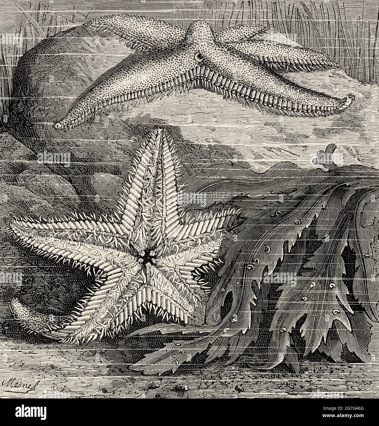 Starfish. Astropecten spinulosus is a sea star of the Astropectinida ...