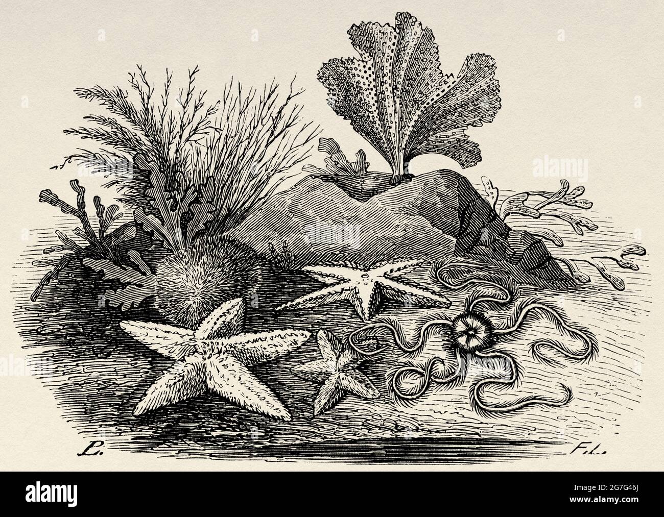 Starfish. Old 19th century engraved illustration from El Mundo ...