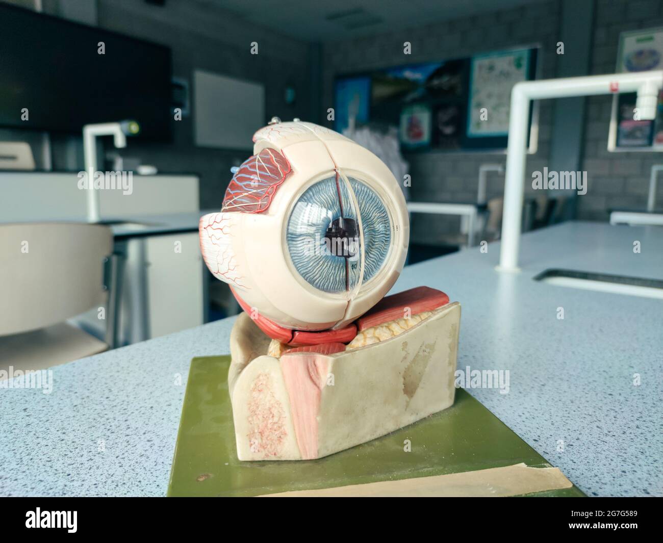 Plastic model of a human eye, used in biology class Stock Photo - Alamy
