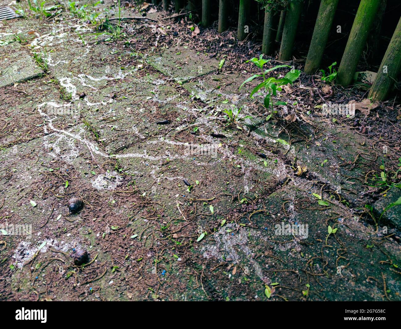 Snail tracks hi-res stock photography and images - Alamy