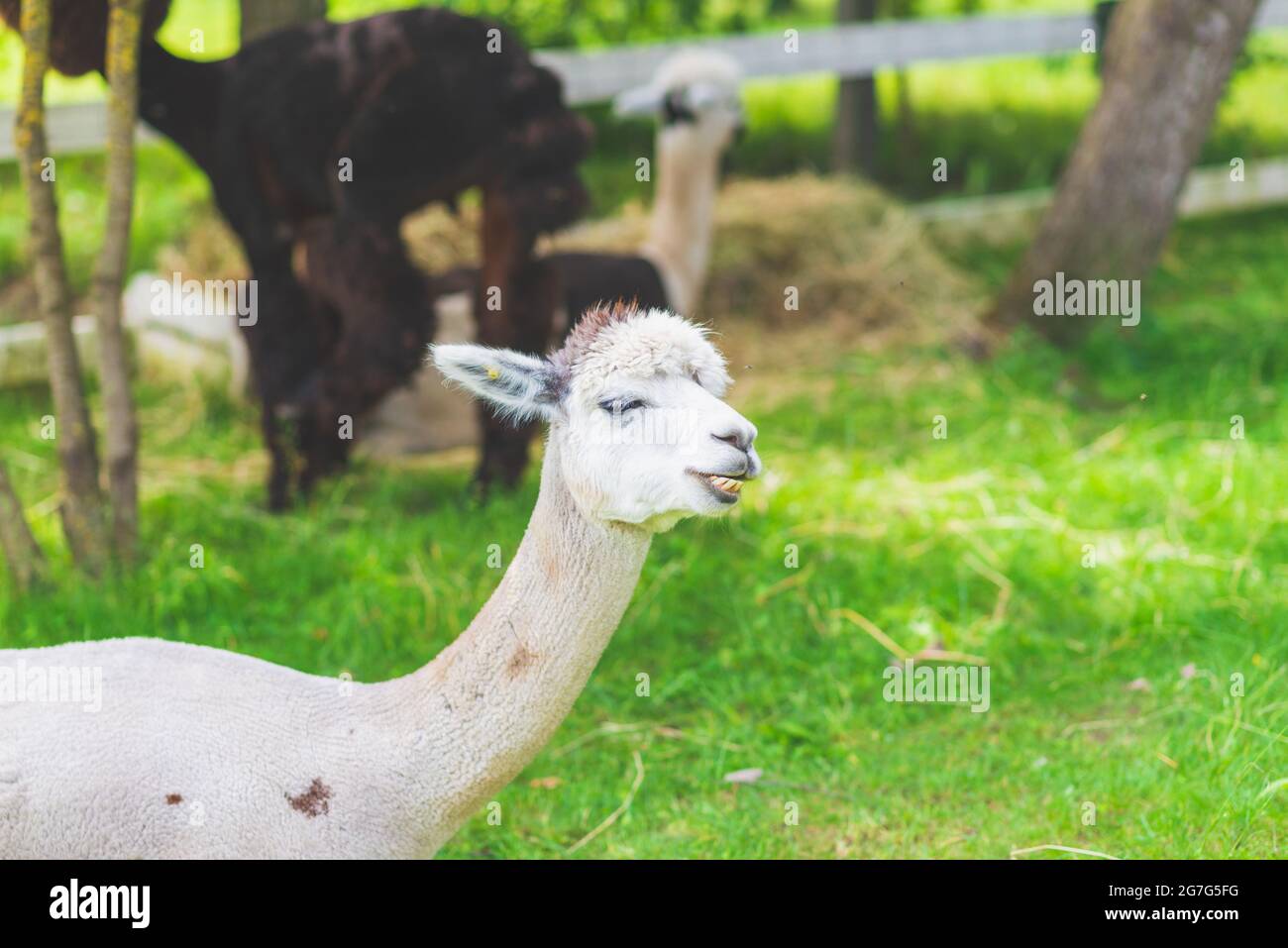 Cute white Alpaca on a green grass background.Cute Alpaca on the farm ...