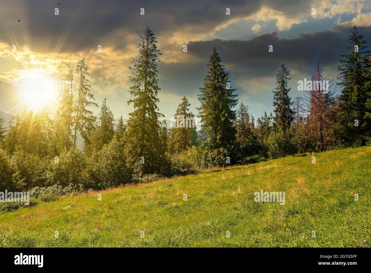 Grassy Hillside Sunset