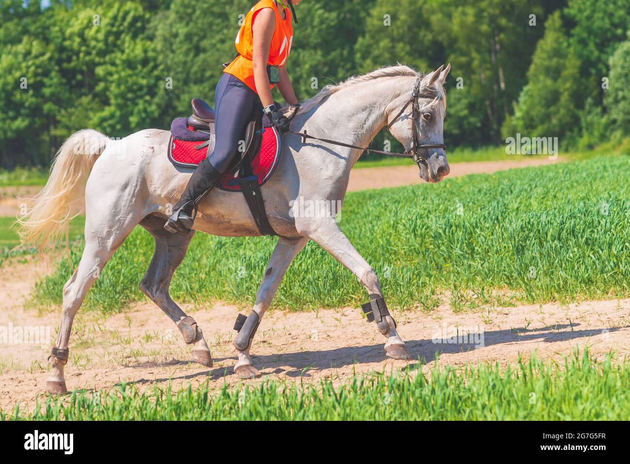 Competitor rival girl riding horse in summer field meadow.Young rider ...
