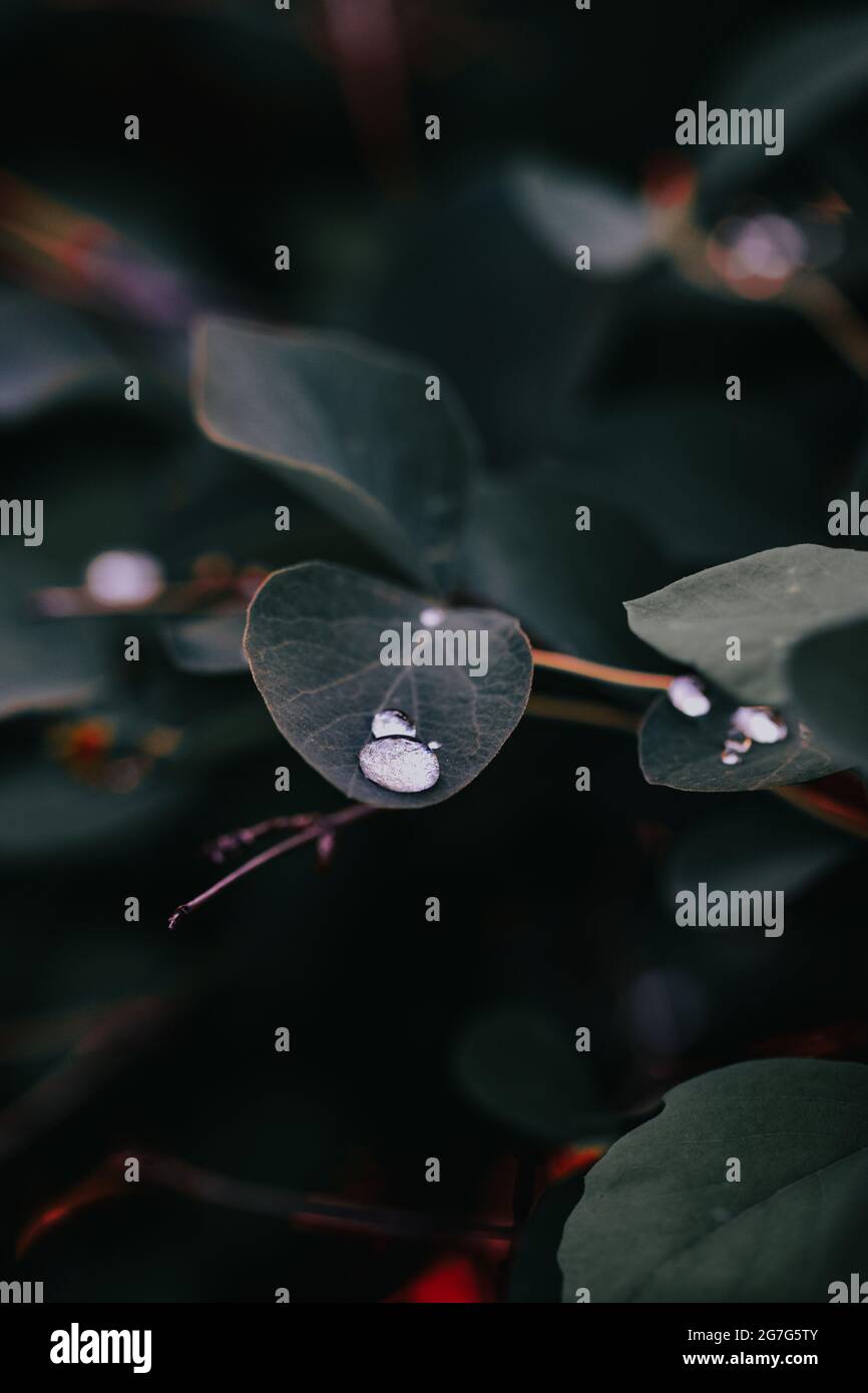 Vertical shot of water droplets on a growing plant's leaf Stock Photo ...