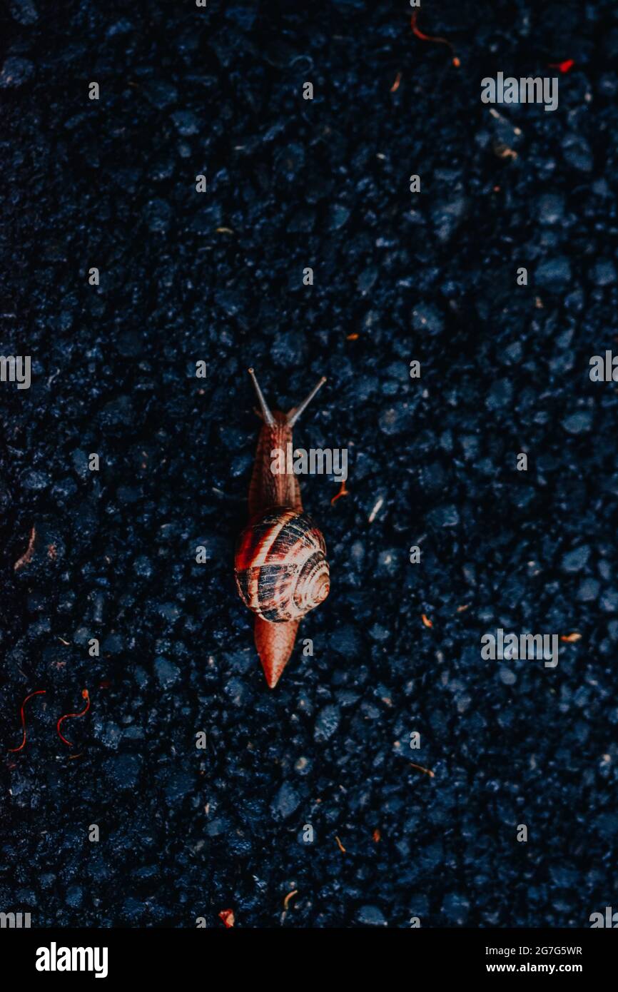 Vertical top view of a snail crawling on the ground Stock Photo - Alamy
