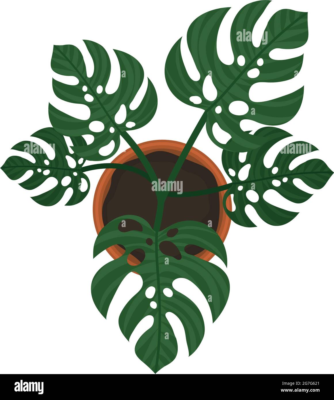 pretty monstera plant Stock Vector Image & Art - Alamy